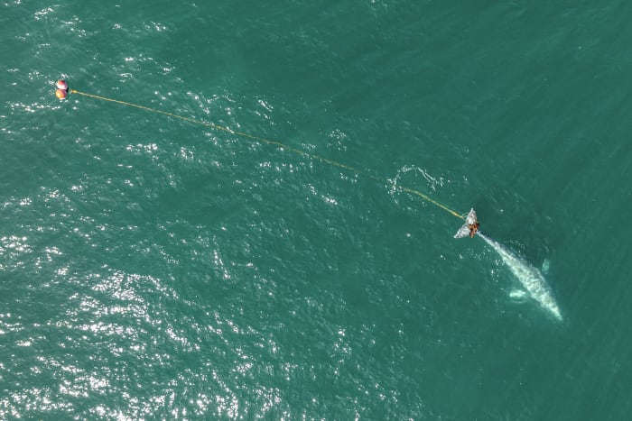 Rescuers search off Northern California coast for young gray whale ...