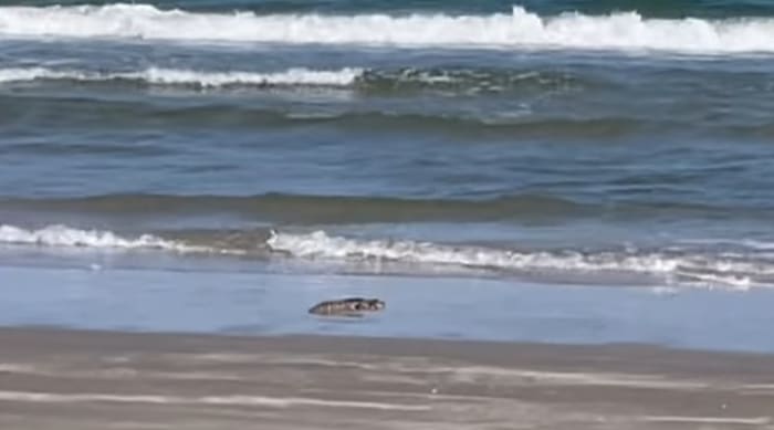 2-foot alligator spotted at Mustang Island State Park