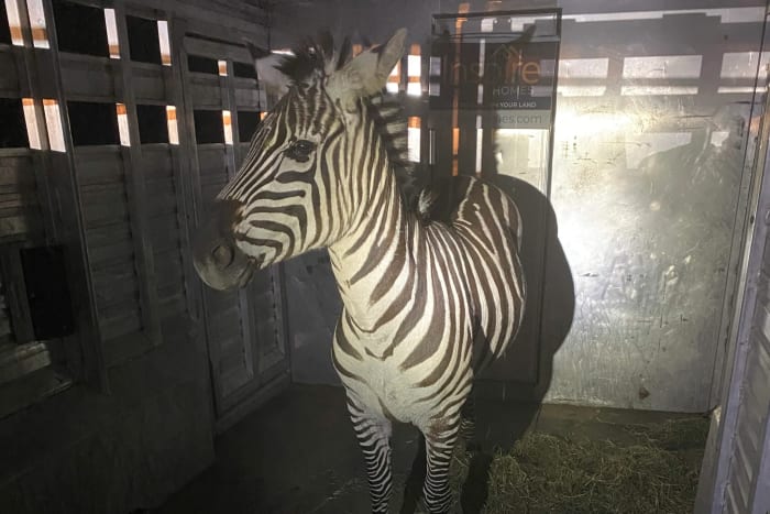Escaped zebra captured near Seattle after gallivanting around Cascade ...