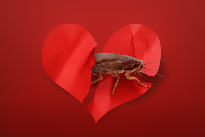 Dedicate a live cockroach or rat to an ex and watch it get eaten at the ...