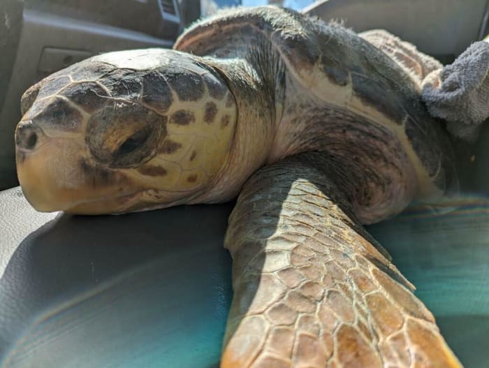 Sea turtle strandings in Brevard, Volusia counties reach high levels