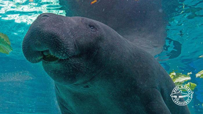 Manatee at Florida aquarium died from sex injury, USDA report says
