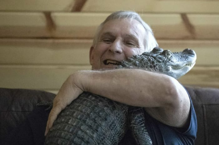 Man says his emotional support alligator, known for its big social ...