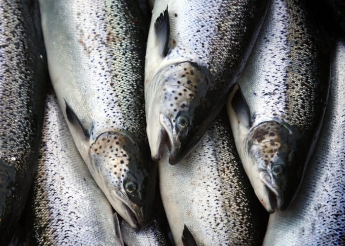 Here’s why the Michigan DNR killed 31K Atlantic salmon
