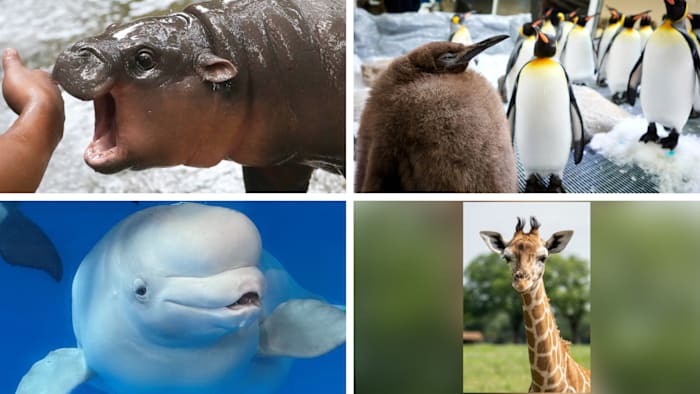 These animals made headlines in 2024