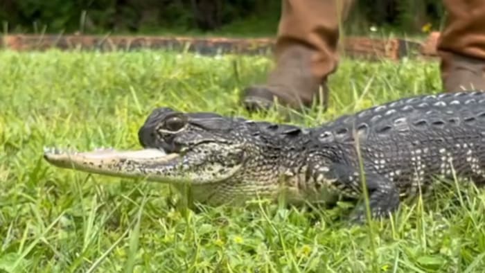 Jawless gator gets a name at Florida’s Gatorland