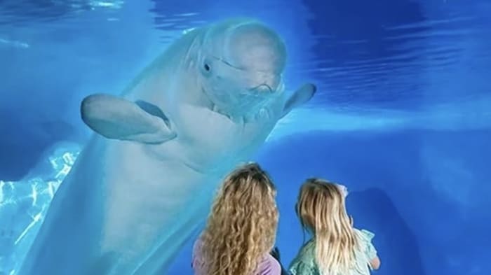 SeaWorld Orlando introduces free 2024 Preschool Card
