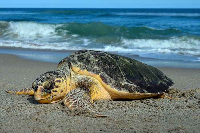St. Johns County begins beach tilling April 3 to protect sea turtle ...
