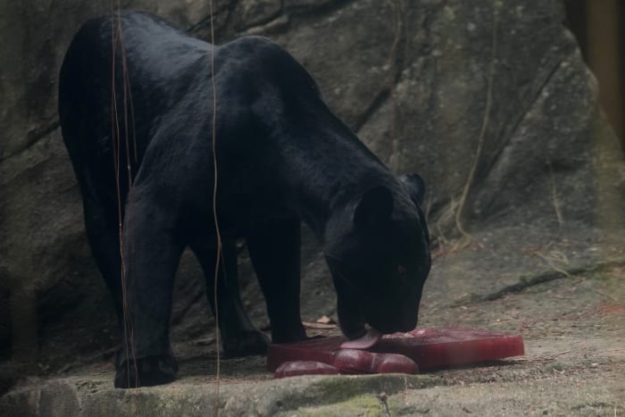Blood-flavored ice helps zoo animals beat Rio's heat
