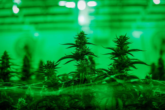 Dan Patrick again blocking effort to expand Texas’ medical marijuana ...