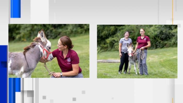 Veterinary Teaching Hospital saves donkey and her mother