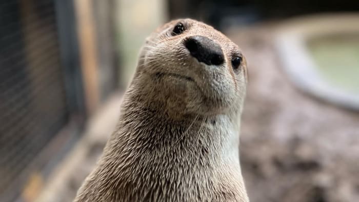 Fern the river otter finds new home at Central Florida Zoo