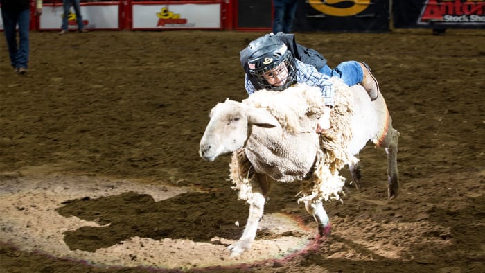 rodeo sheep