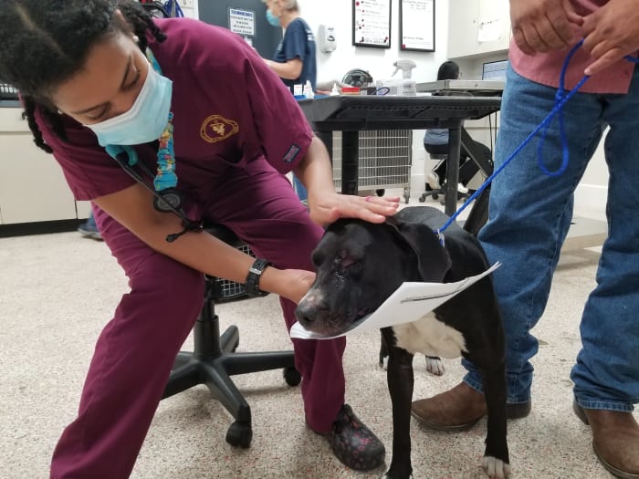 Dog shot in face with arrow: Here’s how you can help