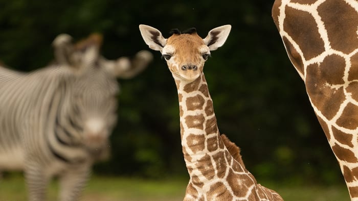 Zoo Miami juvenile giraffe dies of broken neck