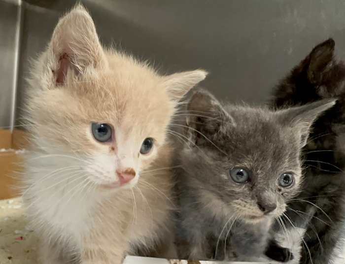 Neonatal_Kitten_Nursery