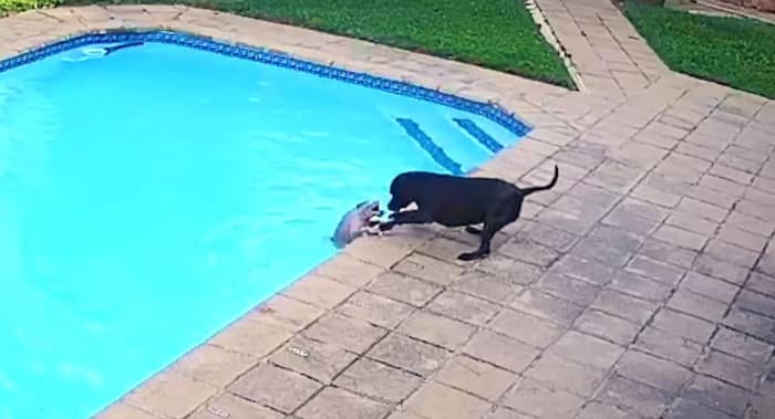 WATCH: Rescued dog saves another dog from drowning in owner’s swimming pool