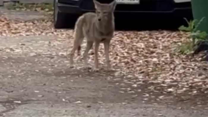 Coyote sightings in Houston area increasing. What to do if you spot one