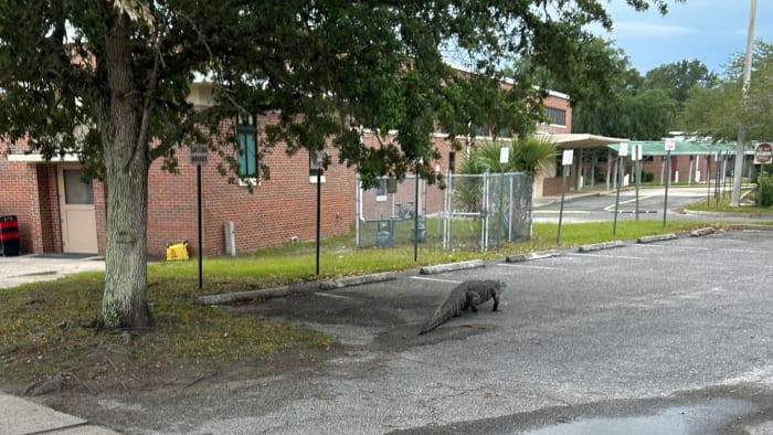 A is for alligator? Large gator removed from Jacksonville elementary ...