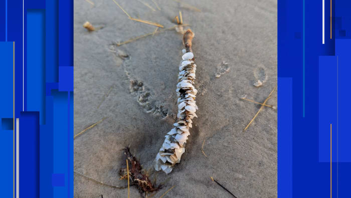 No, this isn’t a unique shell. It’s a creepy, crawly creature on a ...