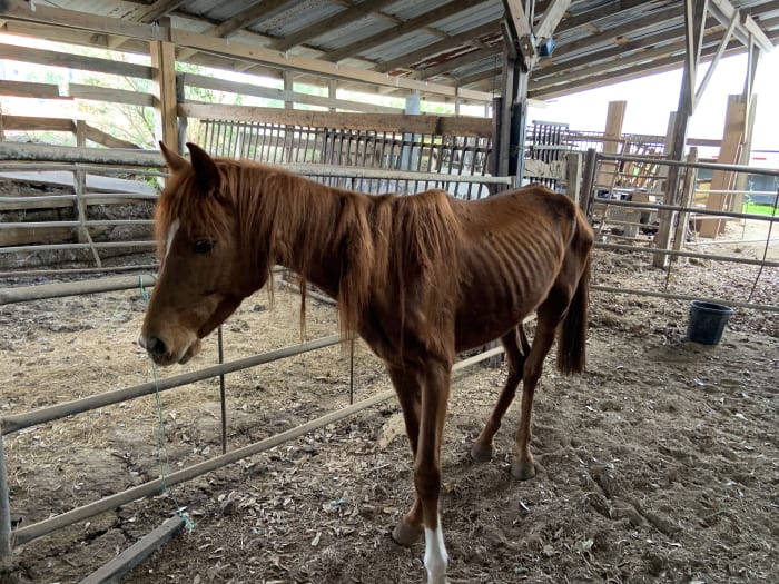 10 abandoned, neglected horses rescued in Fort Bend County; Deputies ...