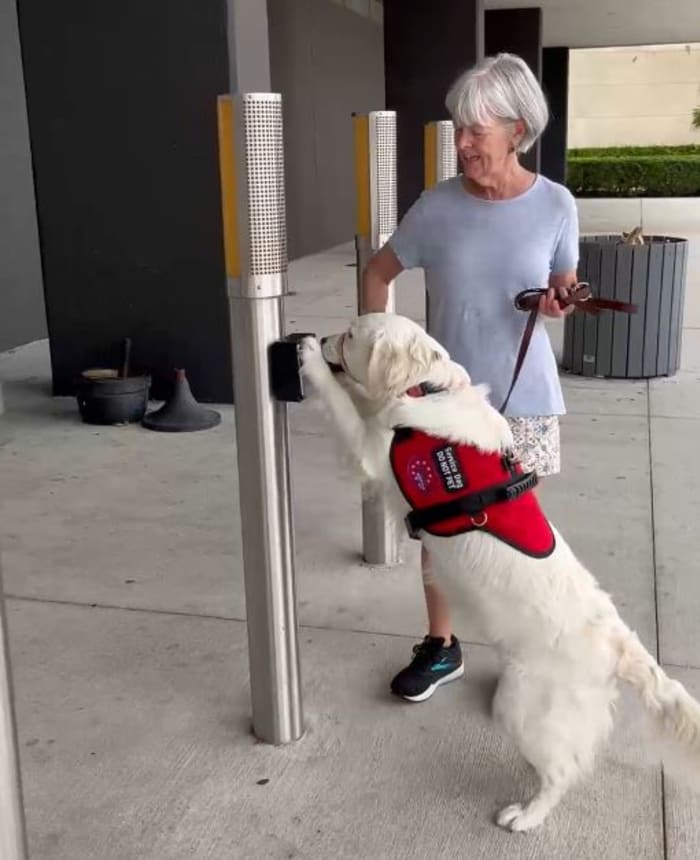 ‘It was worth it’: Service dog puppy raiser advocates for more puppy ...