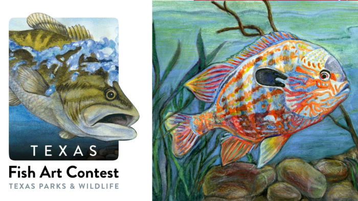 Texas Fish Art Contest seeks fin-tastic creations from young artists 🐟