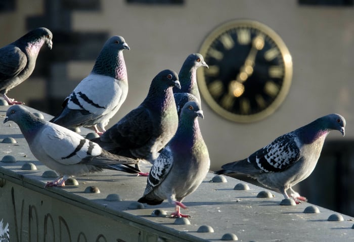 A German town's referendum on culling pigeons has led to an uproar by ...