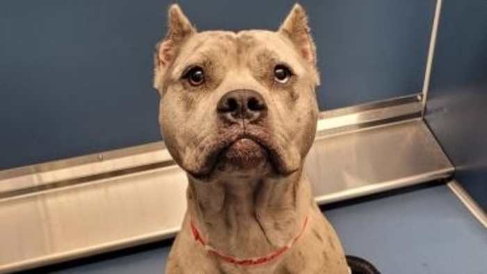 Where investigation stands after dog found dead in Detroit park