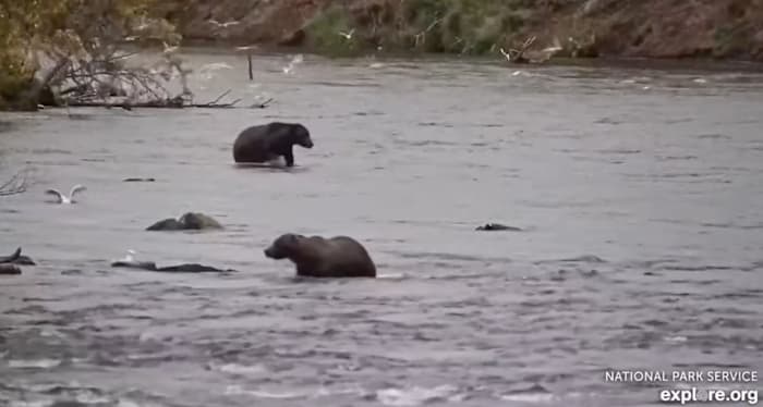 Live stream: Brown bears getting ready for hibernation during Fat Bear Week