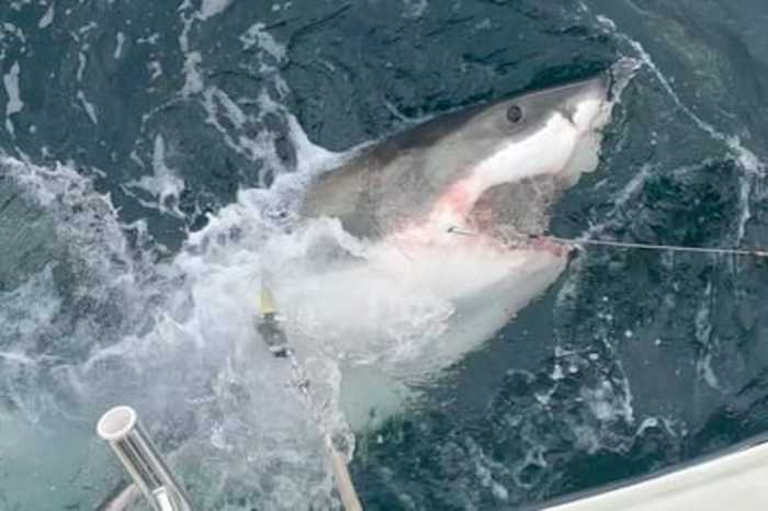 Shark