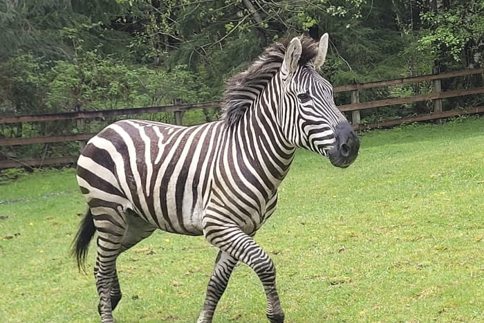 Zebras get loose near highway exit, gallop into Washington community ...