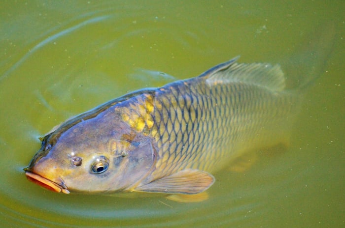 State investigating common carp deaths in Michigan lake