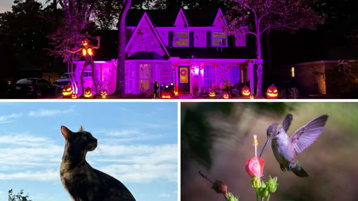 🔒Pups in costume🐕, cats with a Halloween edge🐈‍⬛ and armadillos in the ...