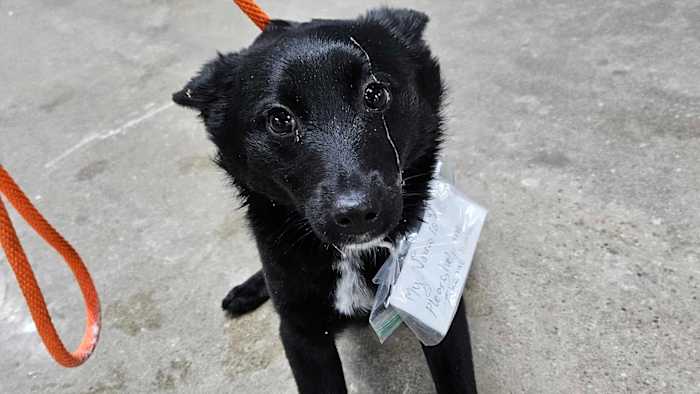 Dog abandoned in Michigan store parking lot: ‘Please help me, take me home’