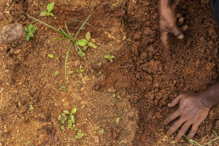 Why do earthworms surface after rain?