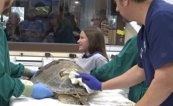 Paralyzed sea turtle ‘steals’ heart of girl with spina bifida in ...