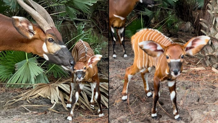 Brevard Zoo celebrates birth of critically endangered Eastern bongo