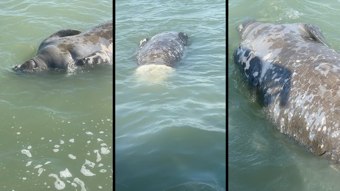 Dead manatee found floating along Texas coast in rare sighting