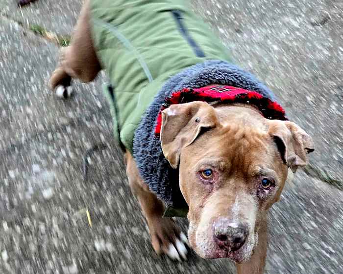 Jury convicts Michigan veterinarian of theft for refusing to return dog ...