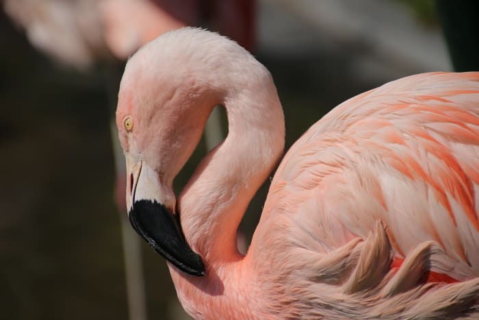 Flamingos in Wisconsin? Tropical birds visit Lake Michigan beach in a ...