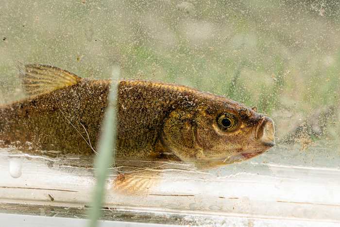 A rare olive-colored fish that exists only in Nevada could soon be ...