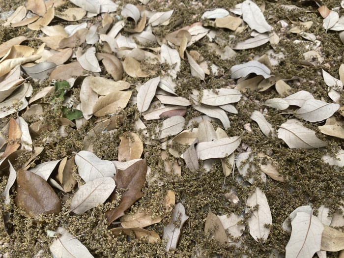 oak tree pollen worms
