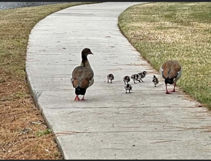 PHOTOS: Firefighters rescue a baby goose from a drain in Spring