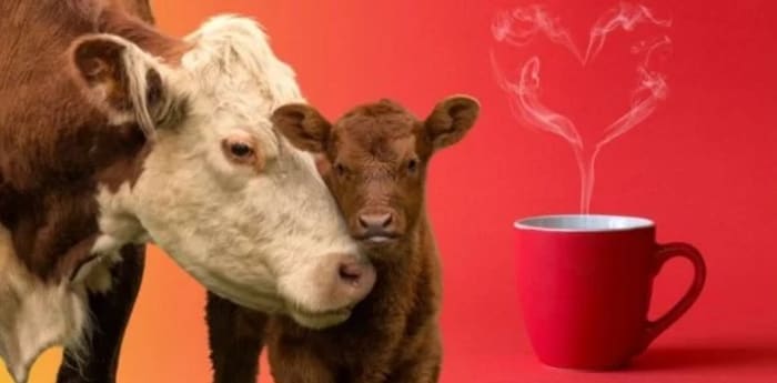 Family-owned dairy farm to host Cows and Coffee event