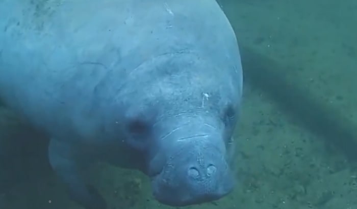 Check out manatees, live music, vendors at Florida Manatee Festival