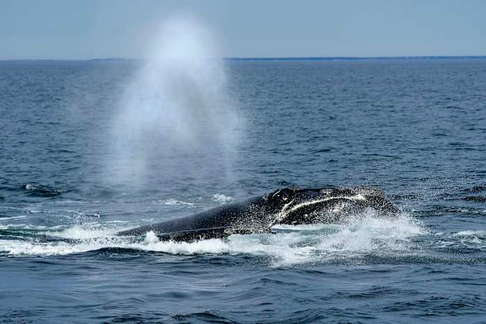 US ocean regulator faces criticism over changes to right whale ...