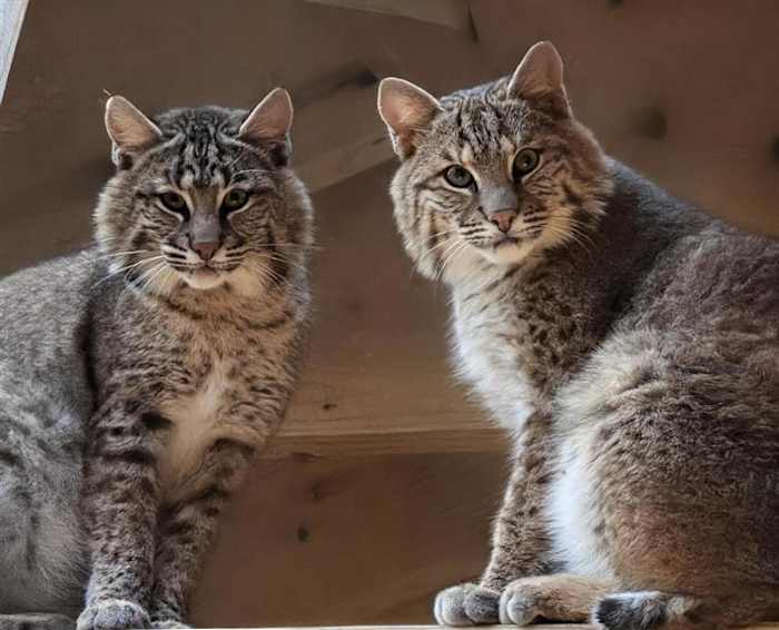 Rescued bobcat kittens nearly grown, set for release into wild