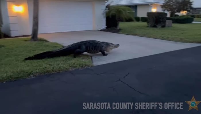 Large alligator saunters through Florida neighborhood
