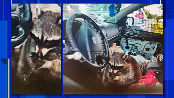 Raccoon with meth pipe found in Ohio during traffic stop